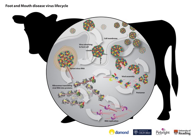 Foot Mouth Virus Lifecycle - - Diamond Light Source